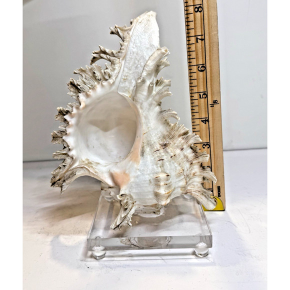 Accents | Large Natural Conch Sea Shell White Murex Ramosus On Base 8x6 ...